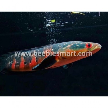 Channa Maru Red Barito