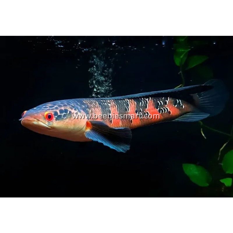 Channa Maru Red Barito