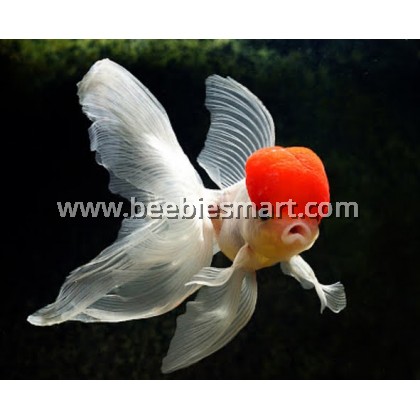 Red Cap Oranda Goldfish