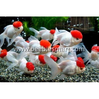 Red Cap Oranda Goldfish