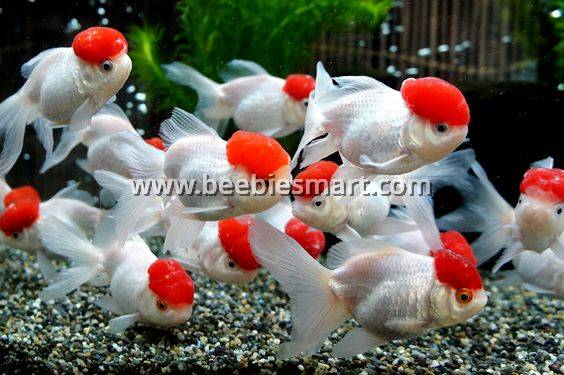 Red Cap Oranda Goldfish