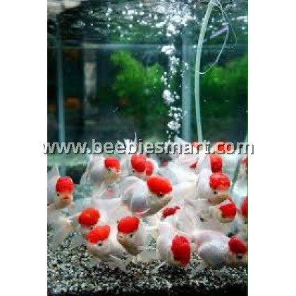 Red Cap Oranda Goldfish