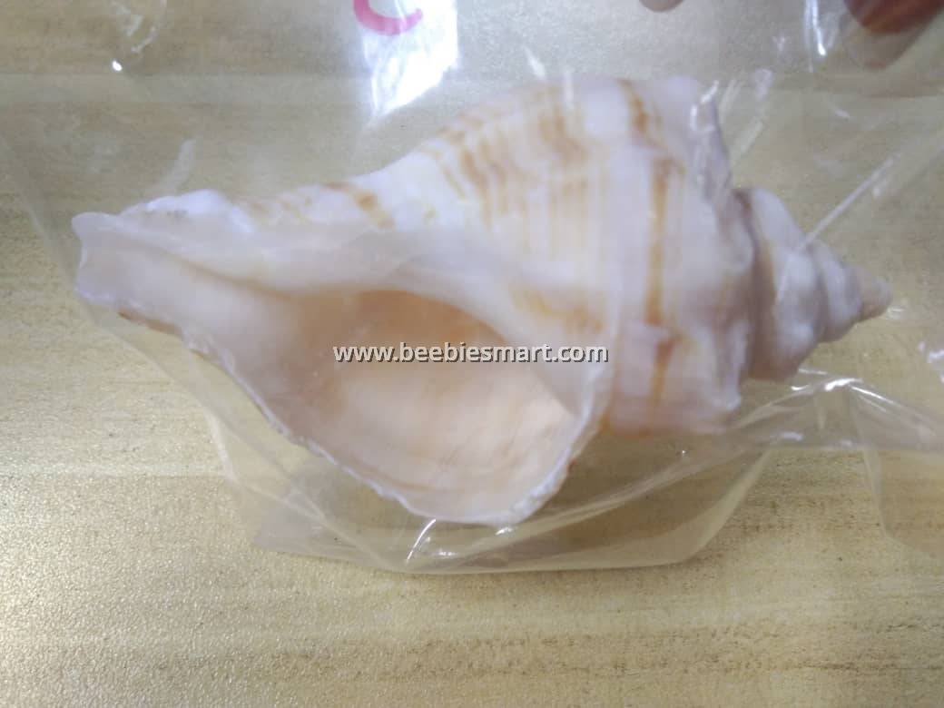 Shell For Hermit Crab 5CM