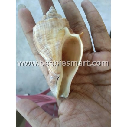 Shell For Hermit Crab 1-4cm