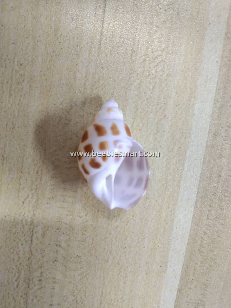 Shell For Hermit Crab 2CM