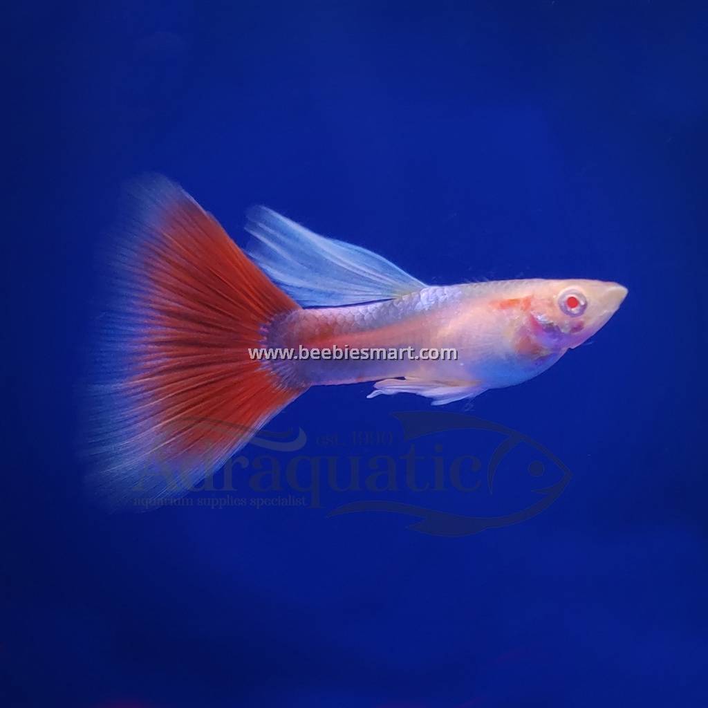 Sky Red Guppy (Pair)