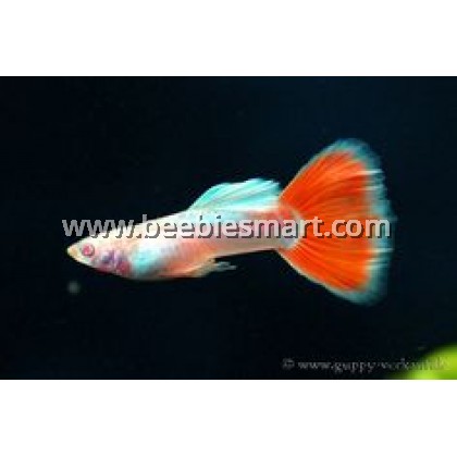 Buy Pureline Guppy Fish in Klang, Selangor | Guppy Fish Shop Malaysia ...