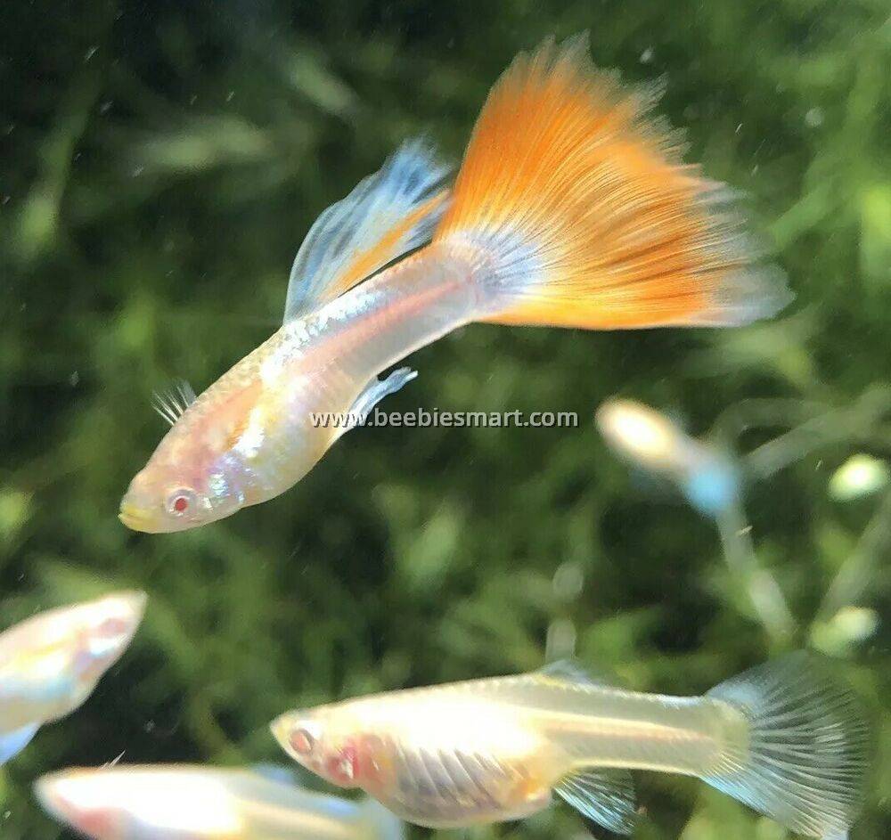 Buy Pureline Guppy Fish in Klang, Selangor | Guppy Fish Shop Malaysia ...