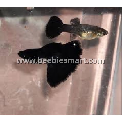 Buy Pureline Guppy Fish in Klang, Selangor | Guppy Fish Shop Malaysia ...