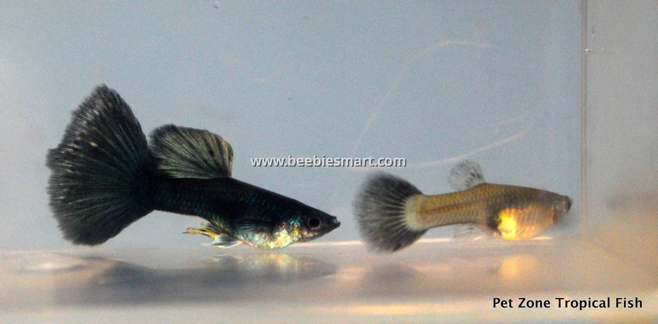 Buy Pureline Guppy Fish in Klang, Selangor | Guppy Fish Shop Malaysia ...