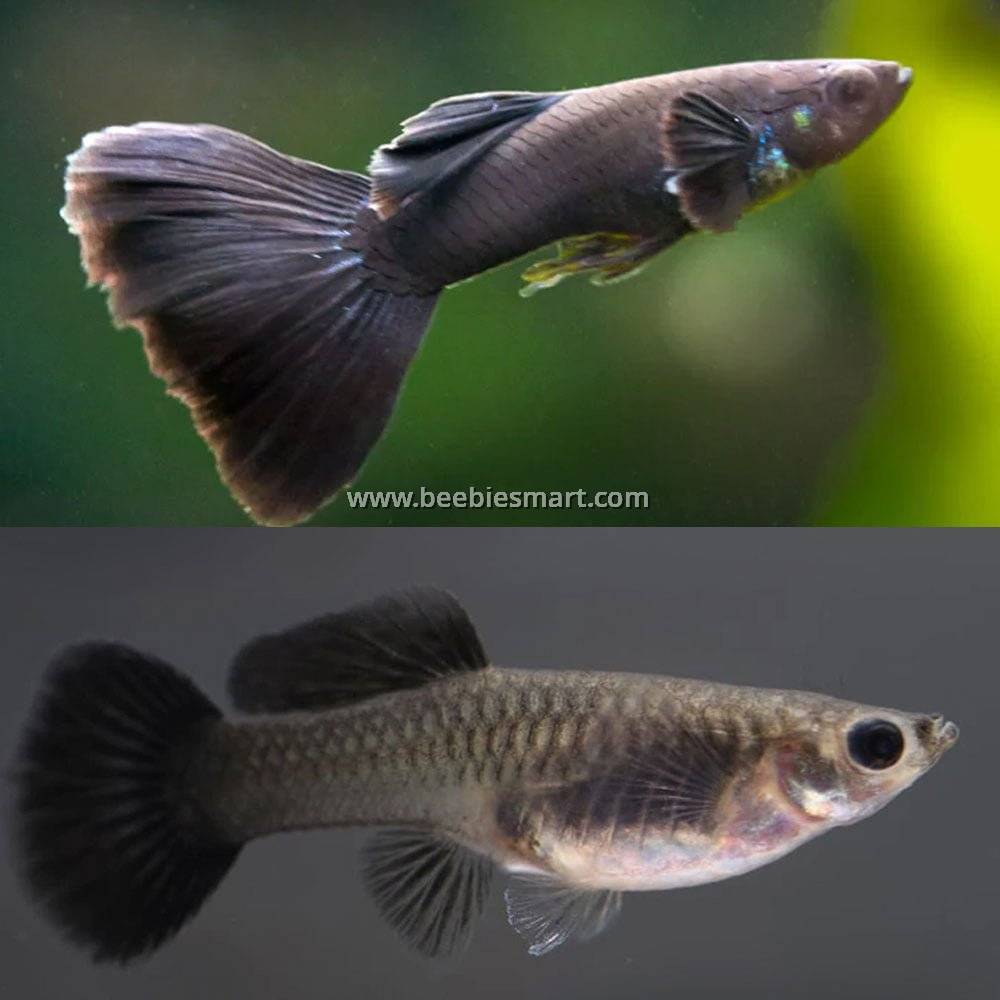 Buy Pureline Guppy Fish in Klang, Selangor | Guppy Fish Shop Malaysia ...