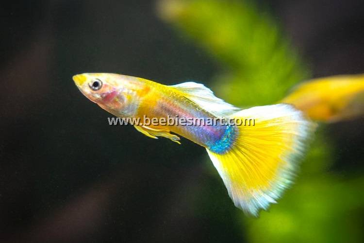 Buy Pureline Guppy Fish in Klang, Selangor | Guppy Fish Shop Malaysia ...