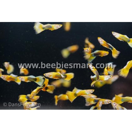 Buy Pureline Guppy Fish in Klang, Selangor | Guppy Fish Shop Malaysia ...