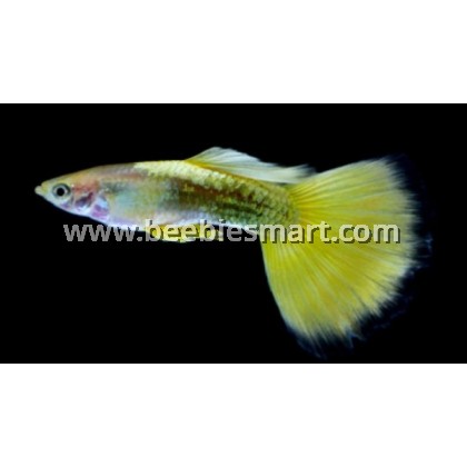 Buy Pureline Guppy Fish in Klang, Selangor | Guppy Fish Shop Malaysia ...