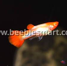 Albino Koi Tuxedo Guppy