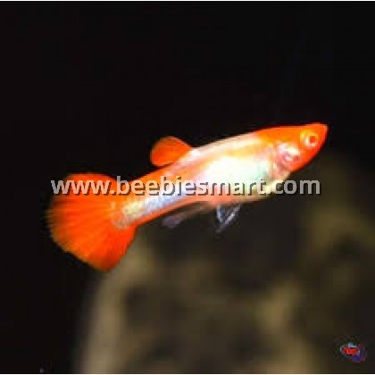 Albino Koi Tuxedo Guppy