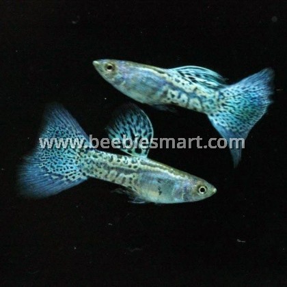 Buy Pureline Guppy Fish in Klang, Selangor | Guppy Fish Shop Malaysia ...