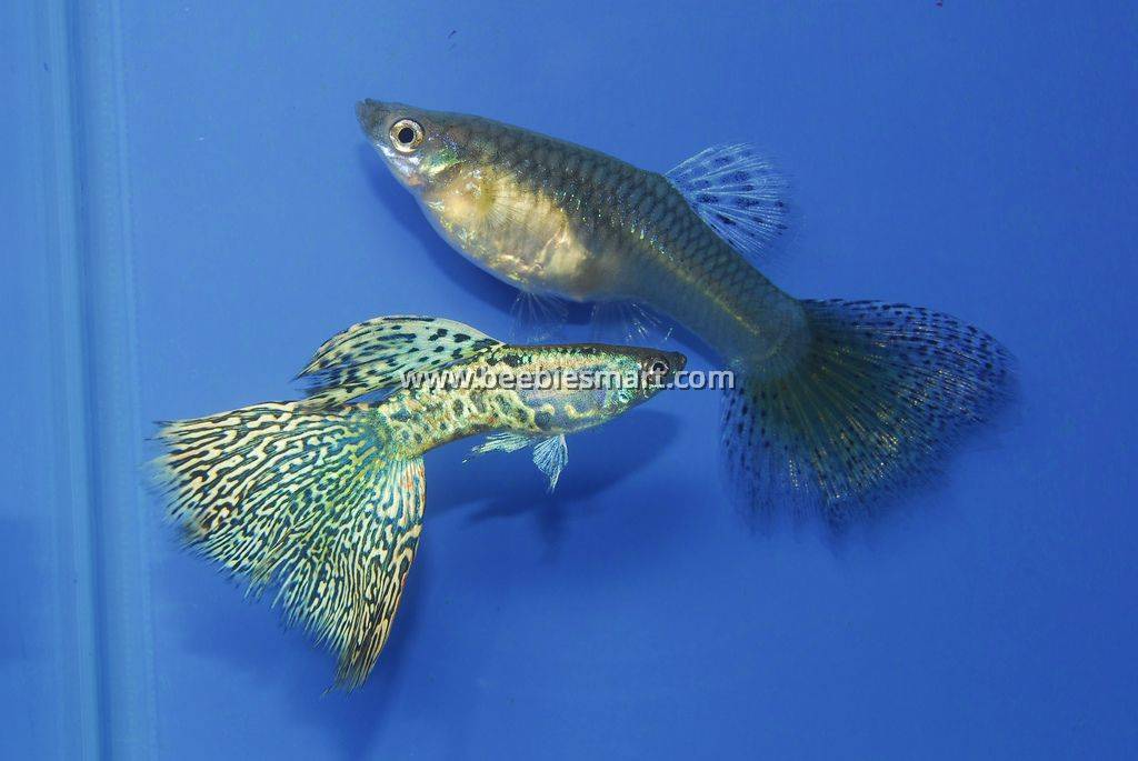 Buy Pureline Guppy Fish in Klang, Selangor | Guppy Fish Shop Malaysia ...