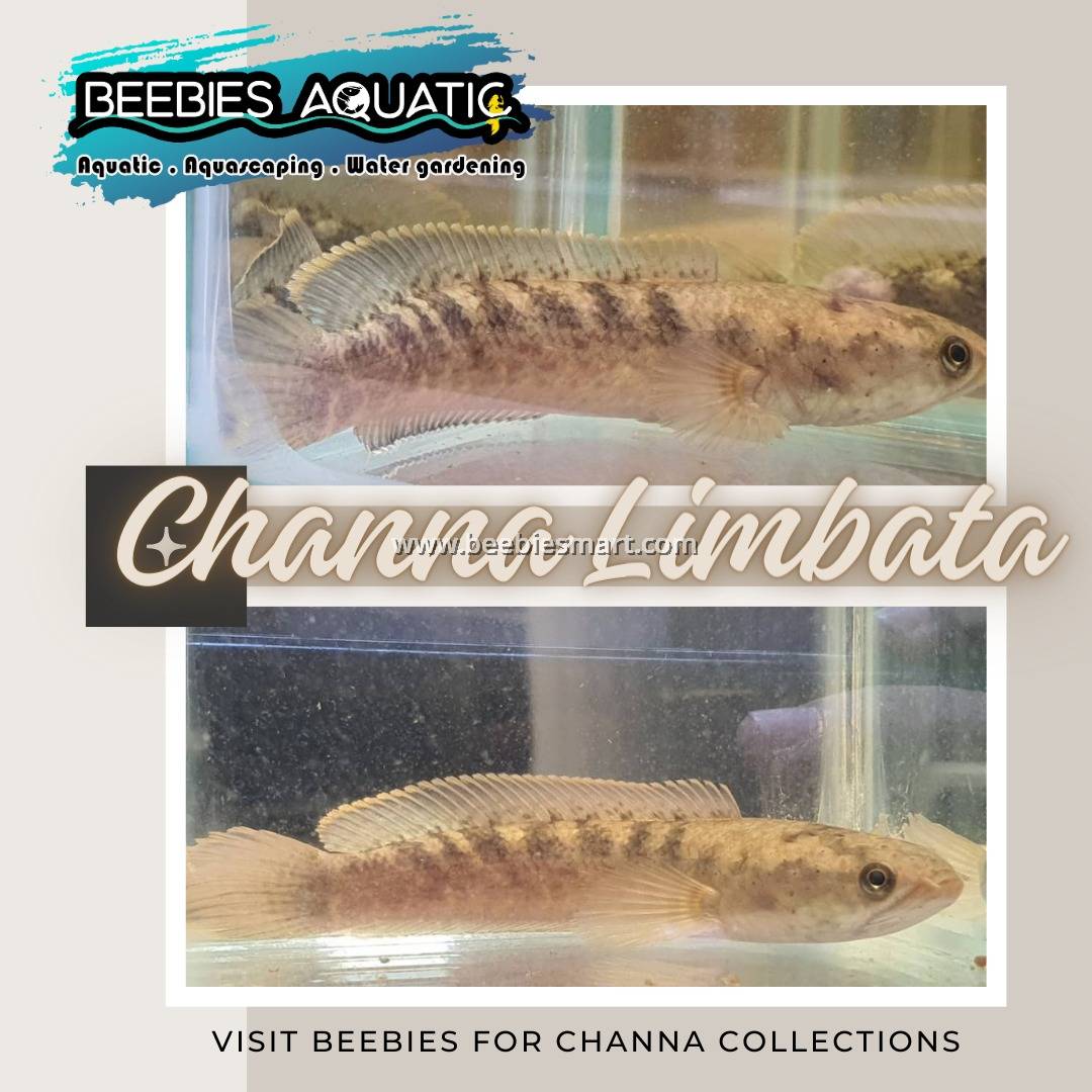 Channa Limbata Baby