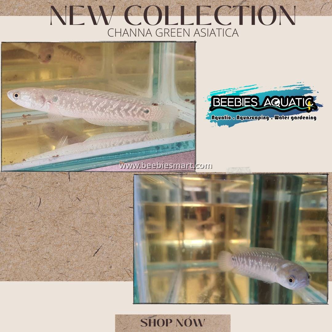 Channa Asiatica Green Baby