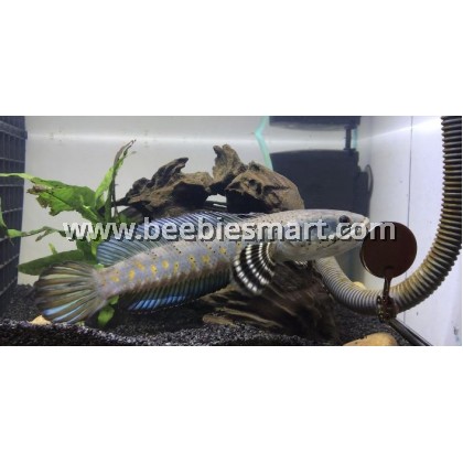 Channa Blue Pulchra Baby