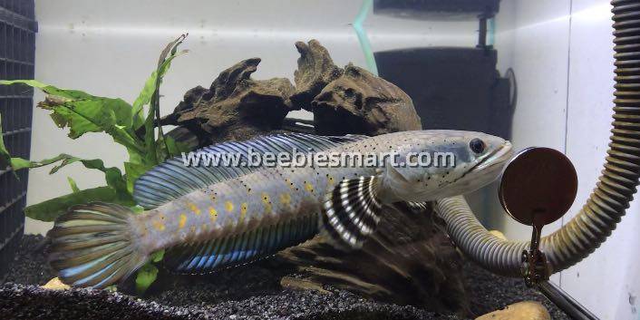 CHANNA BLUE PULCHRA (BABY). Most Channa fish in Klang. Channa, Toman ...
