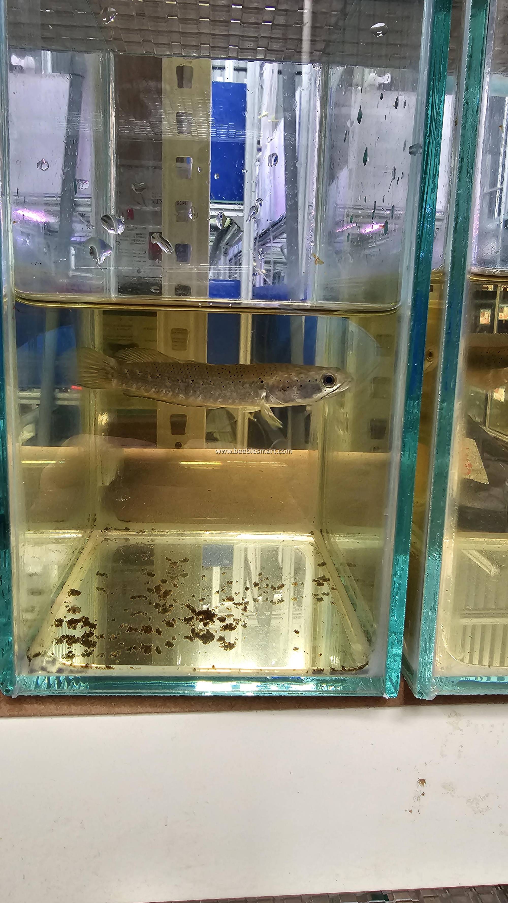 Channa Blue Pulchra Baby