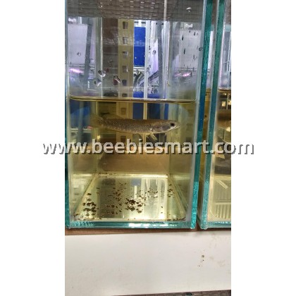 CHANNA BLUE PULCHRA (BABY). Most Channa fish in Klang. Channa, Toman ...