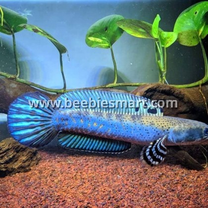 CHANNA BLUE PULCHRA (BABY). Most Channa fish in Klang. Channa, Toman ...