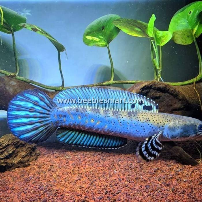 CHANNA BLUE PULCHRA (BABY). Most Channa fish in Klang. Channa, Toman ...