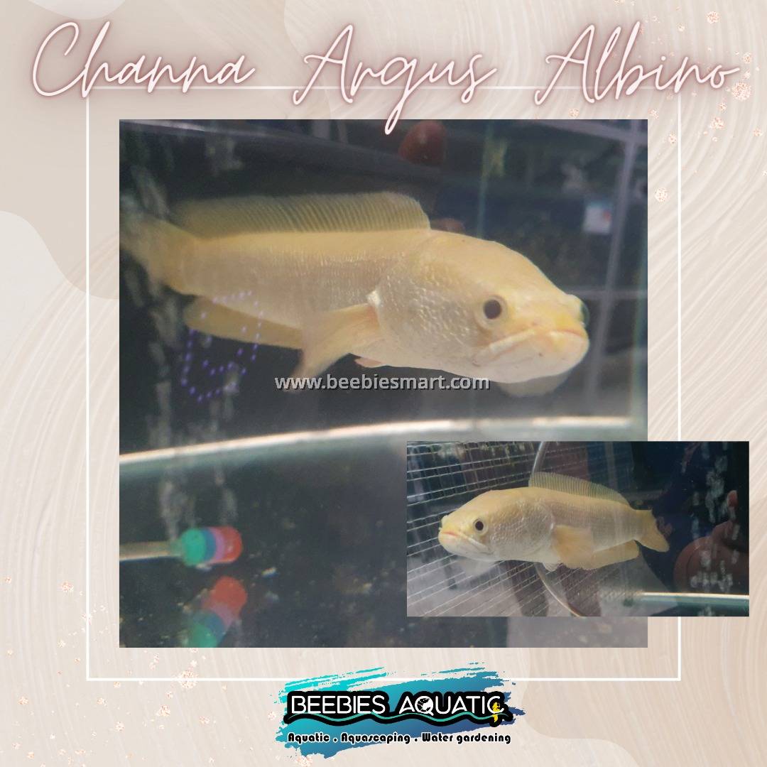 Channa Argus Albino