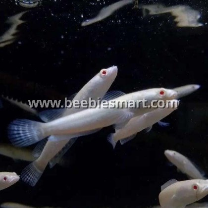 Channa Albino Striata Baby