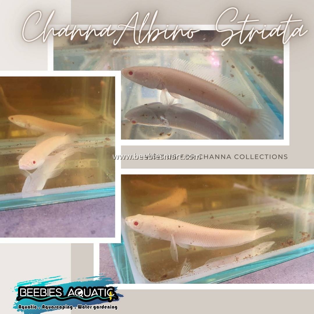 Channa Albino Striata Baby