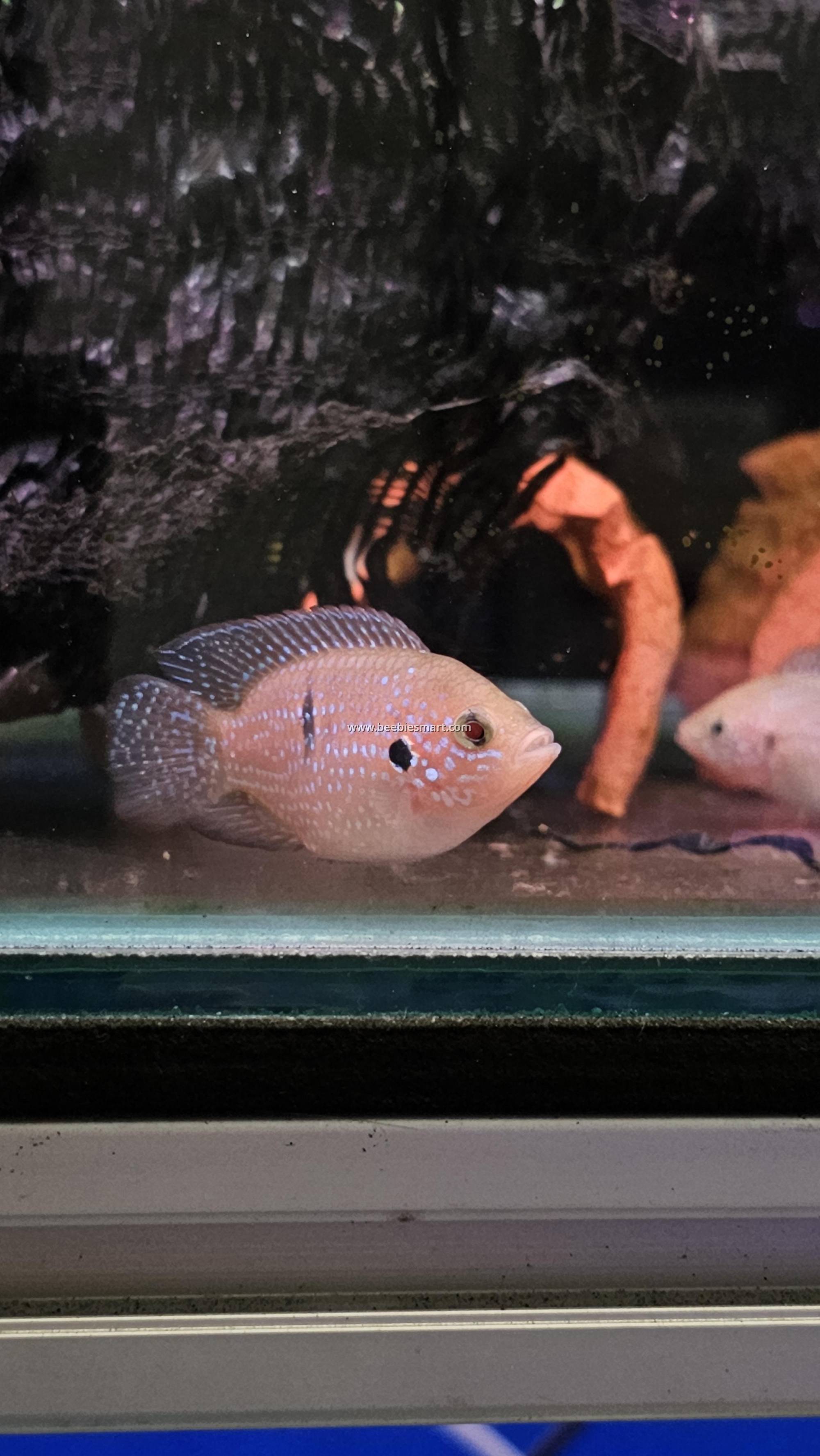 JEWEL CICHLID (SHORT BODY)