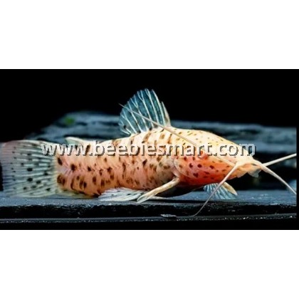 ALBINO MARBLE HOPLO CATFISH