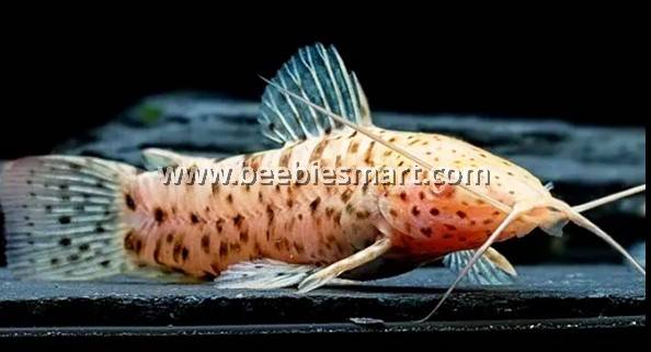 ALBINO MARBLE HOPLO CATFISH