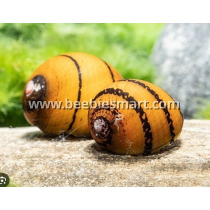 NERITE SNAIL (O-RING)