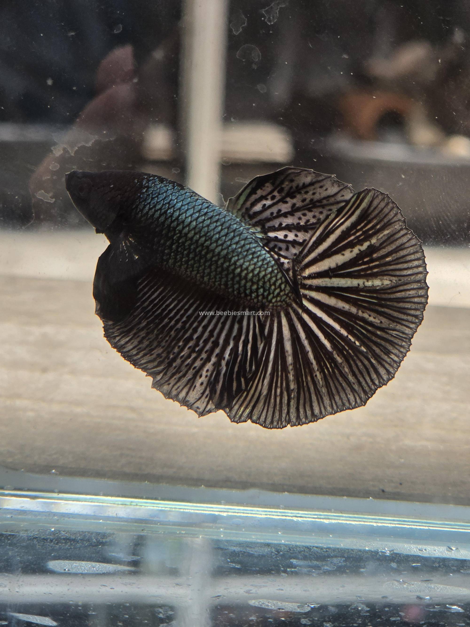 black halfmoon betta