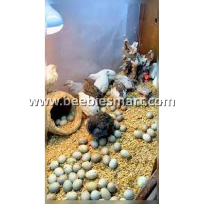 RUTIN CHICKEN