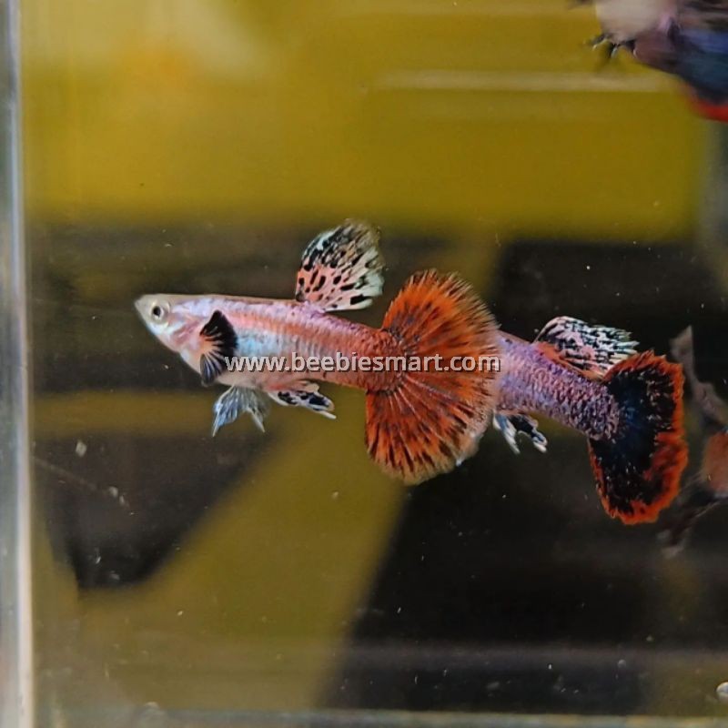 Buy Pureline Guppy Fish in Klang, Selangor | Guppy Fish Shop Malaysia ...