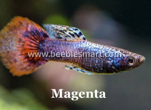 Buy Pureline Guppy Fish in Klang, Selangor | Guppy Fish Shop Malaysia ...