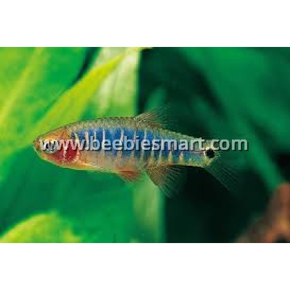 dwarf emerald rasbora size