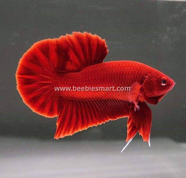 SUPER RED PLAKAT BETTA