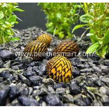 NERITE SNAIL (TIGER)