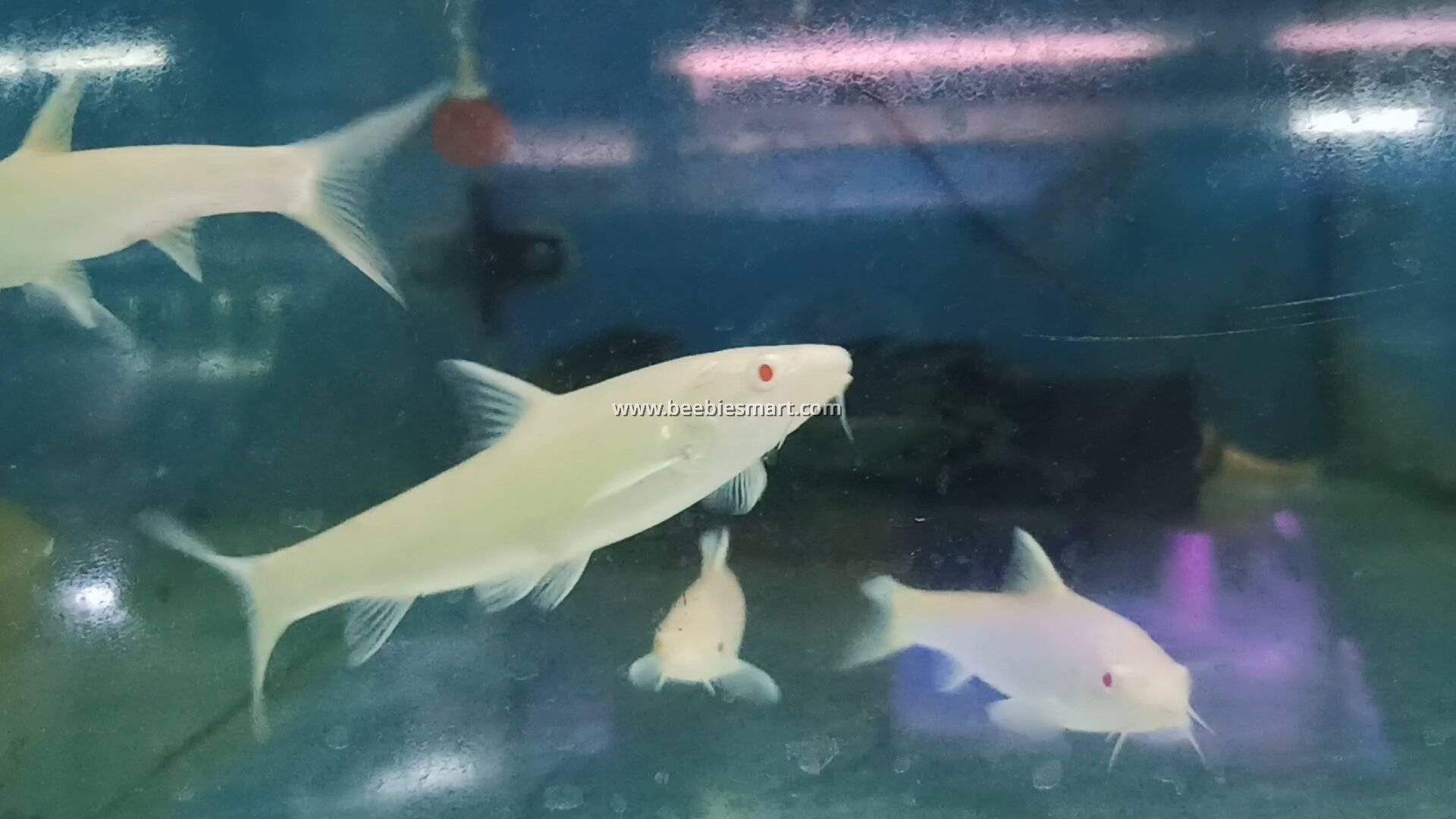 ALBINO CARPEDO BARB