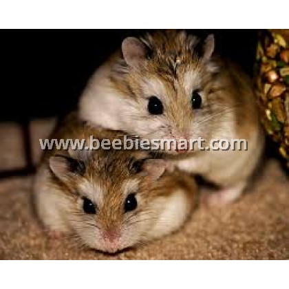 Roborovski dwarf hamster