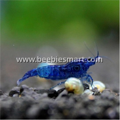 BLUE DIAMOND SHRIMP