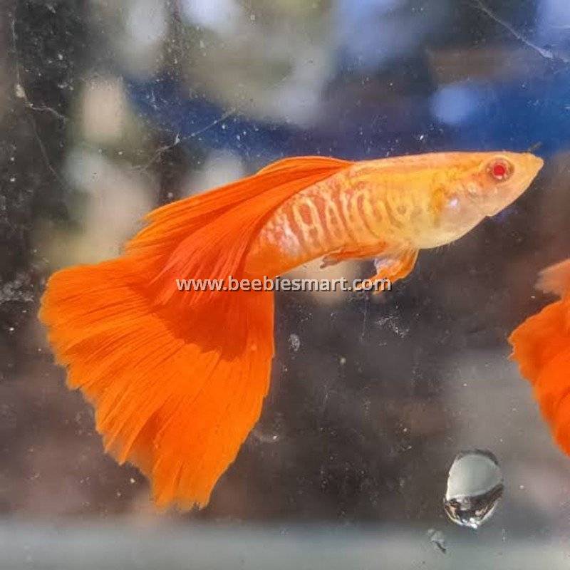 Buy Pureline Guppy Fish in Klang, Selangor | Guppy Fish Shop Malaysia ...