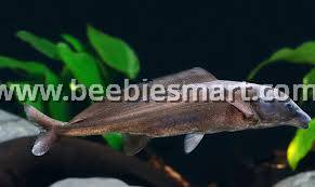 DOLPHIN FISH (Mormyrus Longirostris)