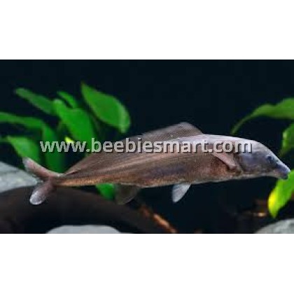 DOLPHIN FISH (Mormyrus Longirostris)